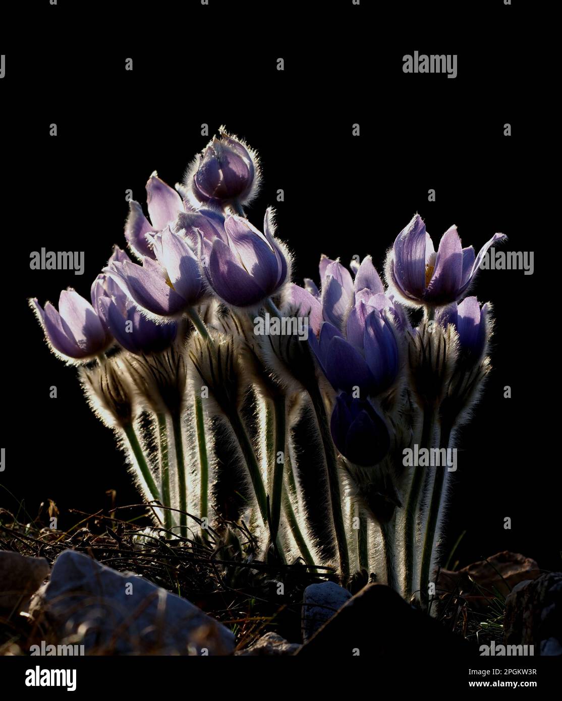 Large flowers (pulsatilla grandis), black background. Flowering plant ...
