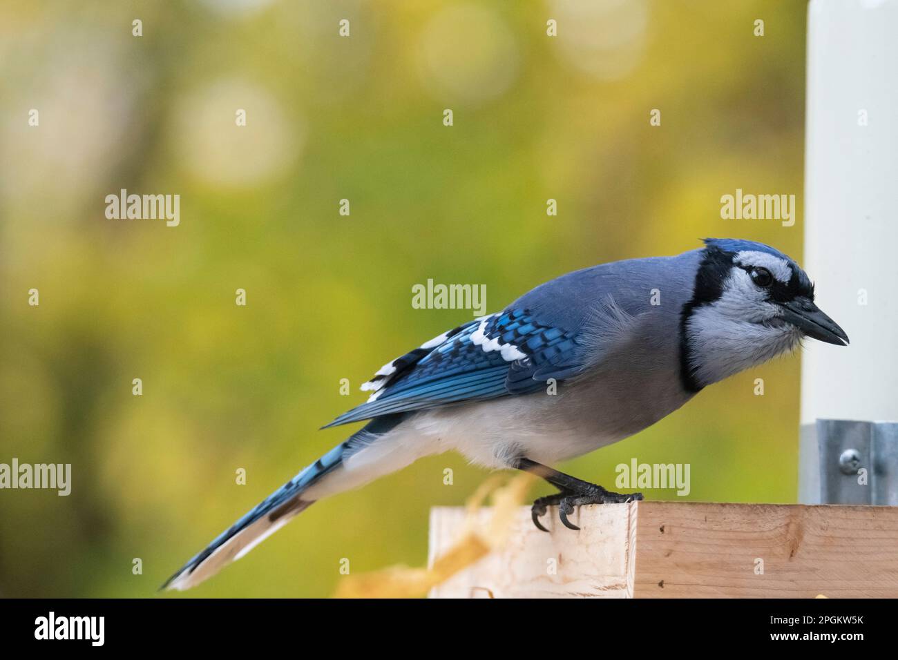 Blue Jay searching for food, sitting on branch or on bird feeders ...
