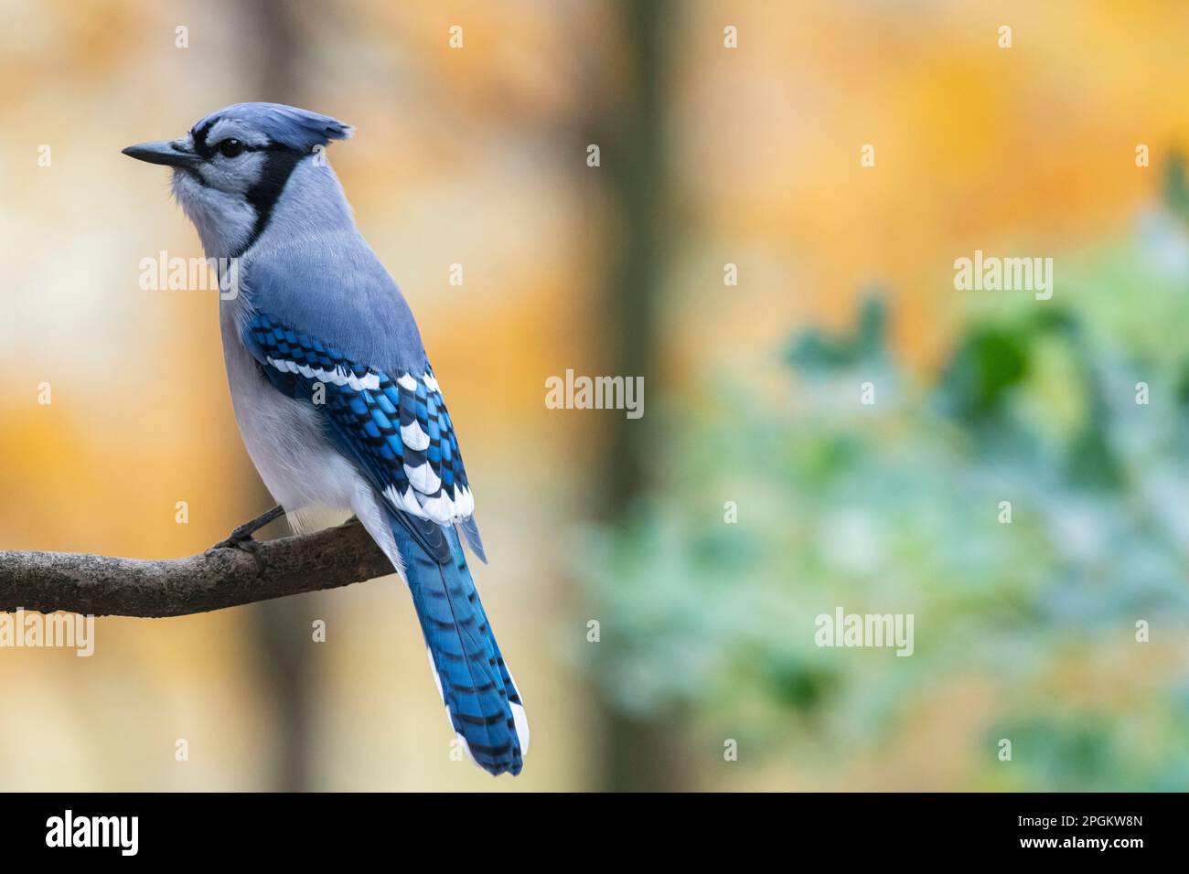 Blue Jay searching for food, sitting on branch or on bird feeders ...