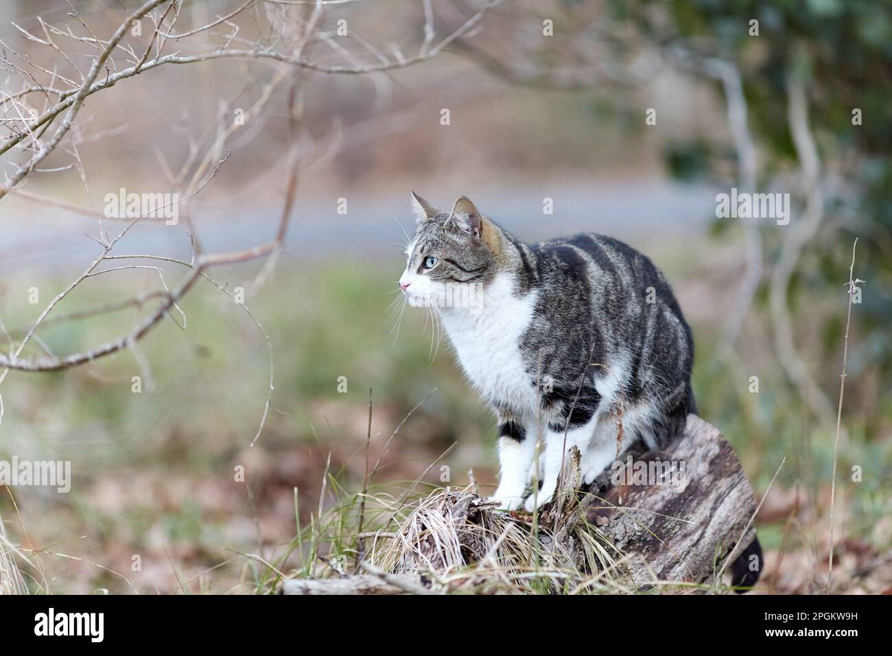 Young cat with tiger pattern fur on a green grass Stock Photo - Alamy