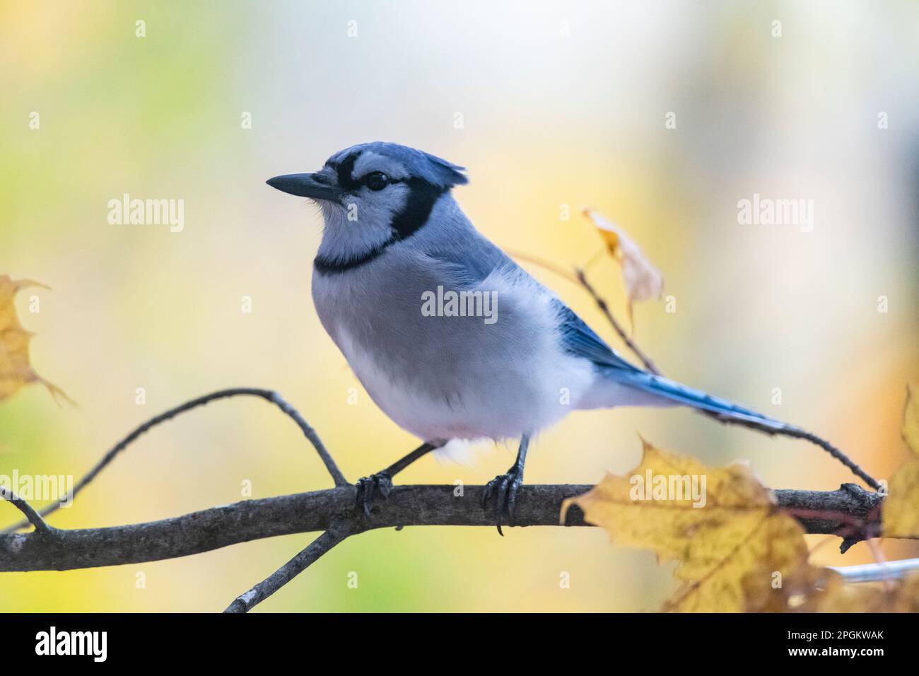 Blue Jay searching for food, sitting on branch or on bird feeders ...