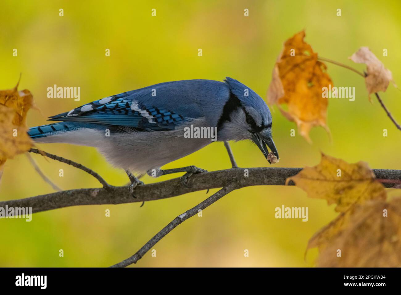 Blue Jay searching for food, sitting on branch or on bird feeders ...