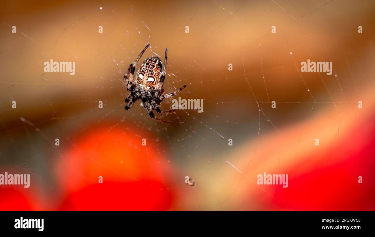 A closeup of an orb weaver spider on the cobweb Stock Photo - Alamy