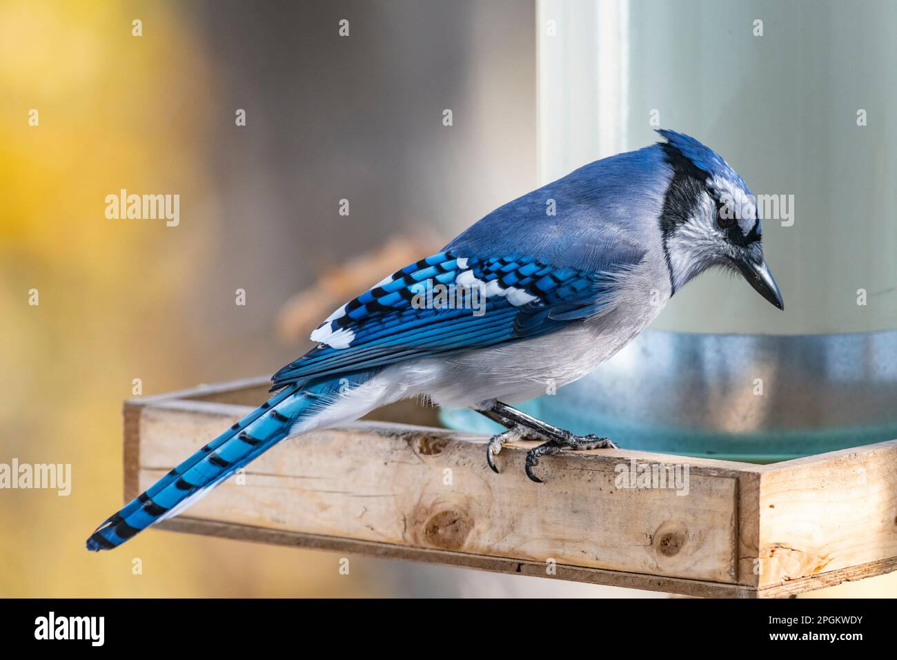 Blue Jay searching for food, sitting on branch or on bird feeders ...