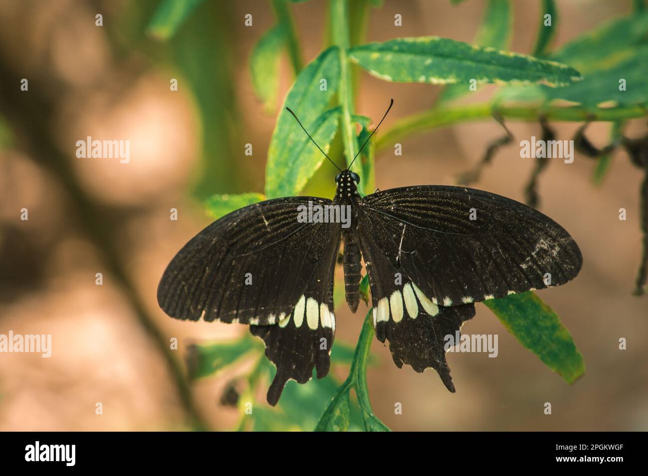 The Common Mormon lives on its leaves, Papilio polytes romulus Cramer ...