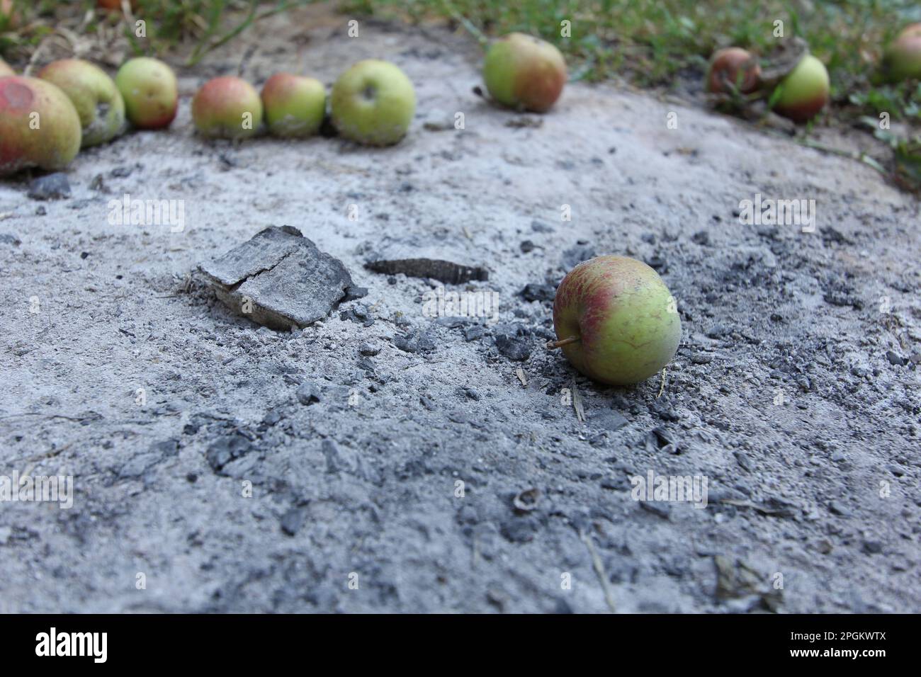 Apples in the ash. Soil management Stock Photo - Alamy