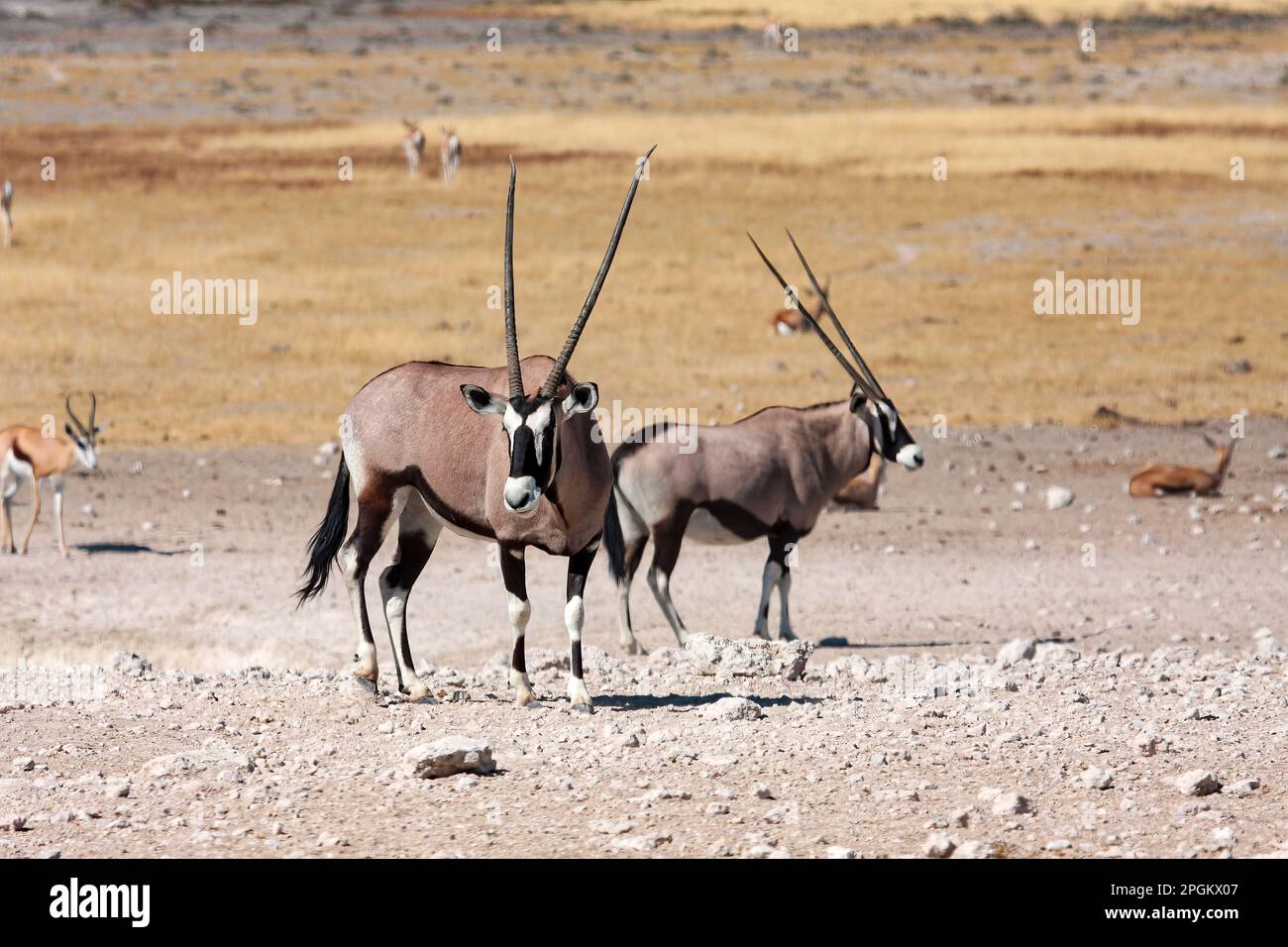 Oryx Antilope in the Etosha Park Namibia Stock Photo - Alamy