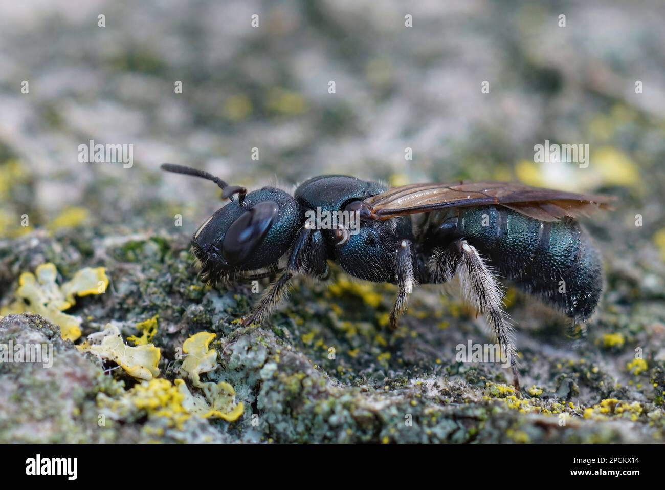 Closeup on a Mediterranean metallic blue colored small carpenter bee ...