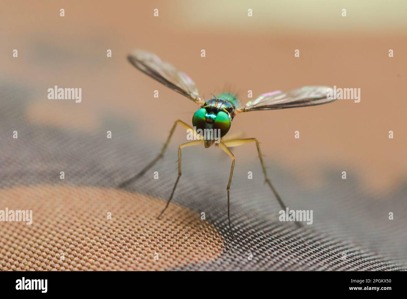 Dolichopodidae (long-legged flies) live in the leaves and grasses with ...