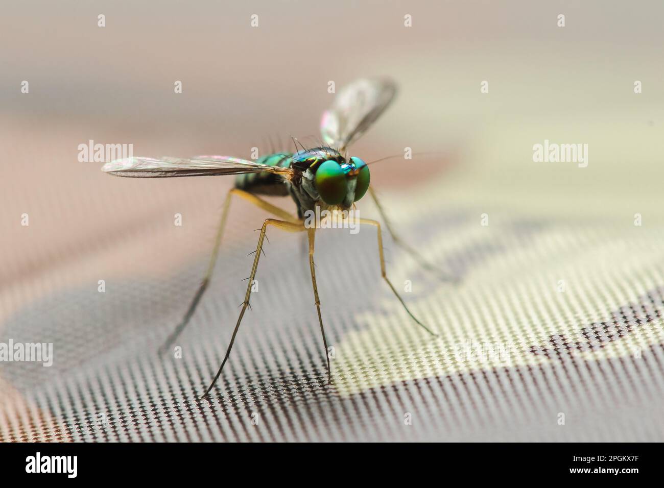 Dolichopodidae (long-legged flies) live in the leaves and grasses with ...