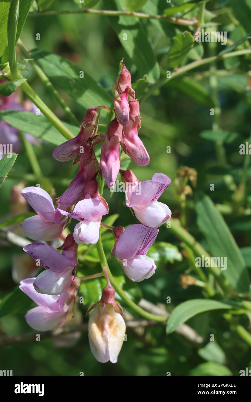 Pink flowering raceme inflorescence of Lathyrus Vestitus Variety ...