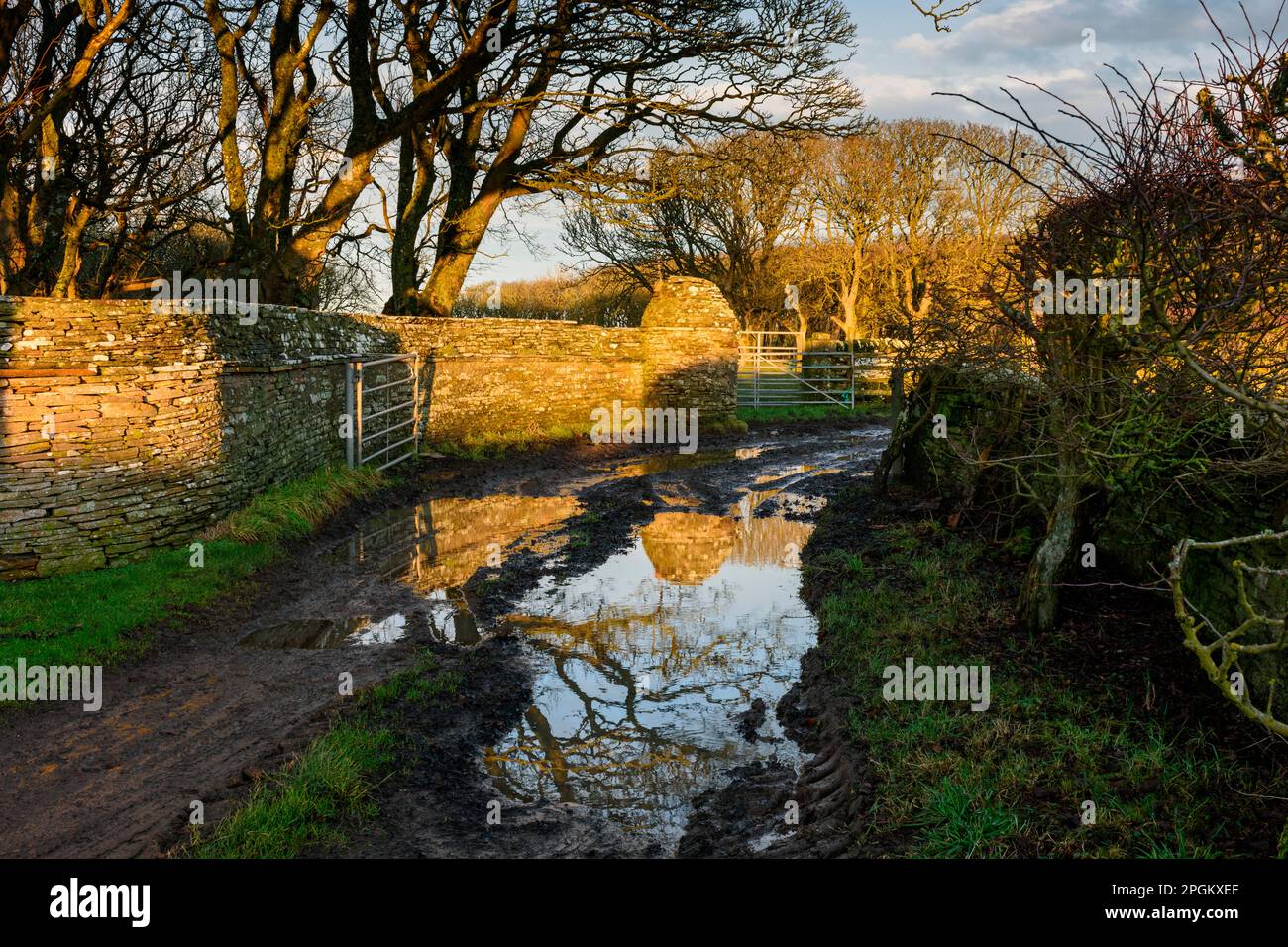 A muddy farm track near the village of Mey, Caithness, Scotland, UK ...