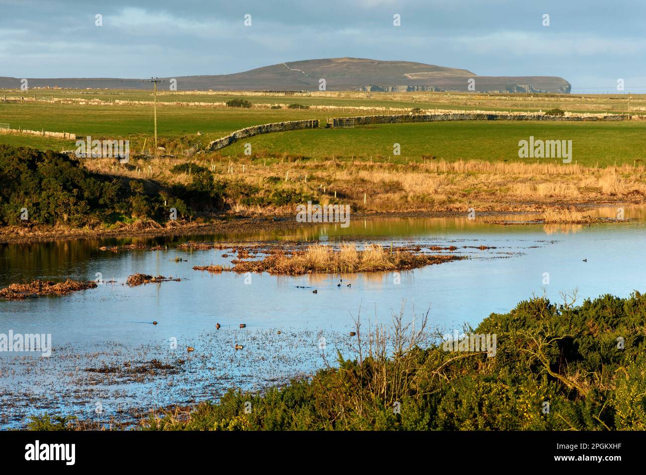 The ham tree hi-res stock photography and images - Alamy