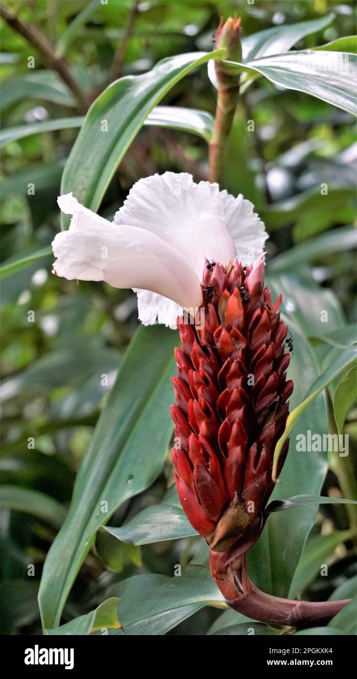 Closeup of flower of Costus speciosus known as Canereed, Cheilocostus ...