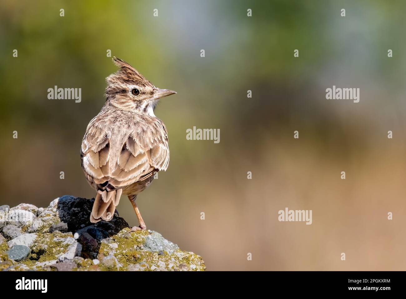 The crested lark or Galerida cristata common small grey brown bird on ...