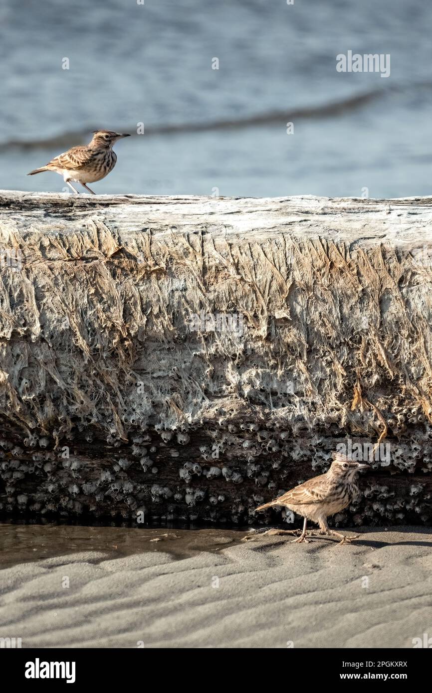 The crested lark or Galerida cristata common small grey brown bird with ...