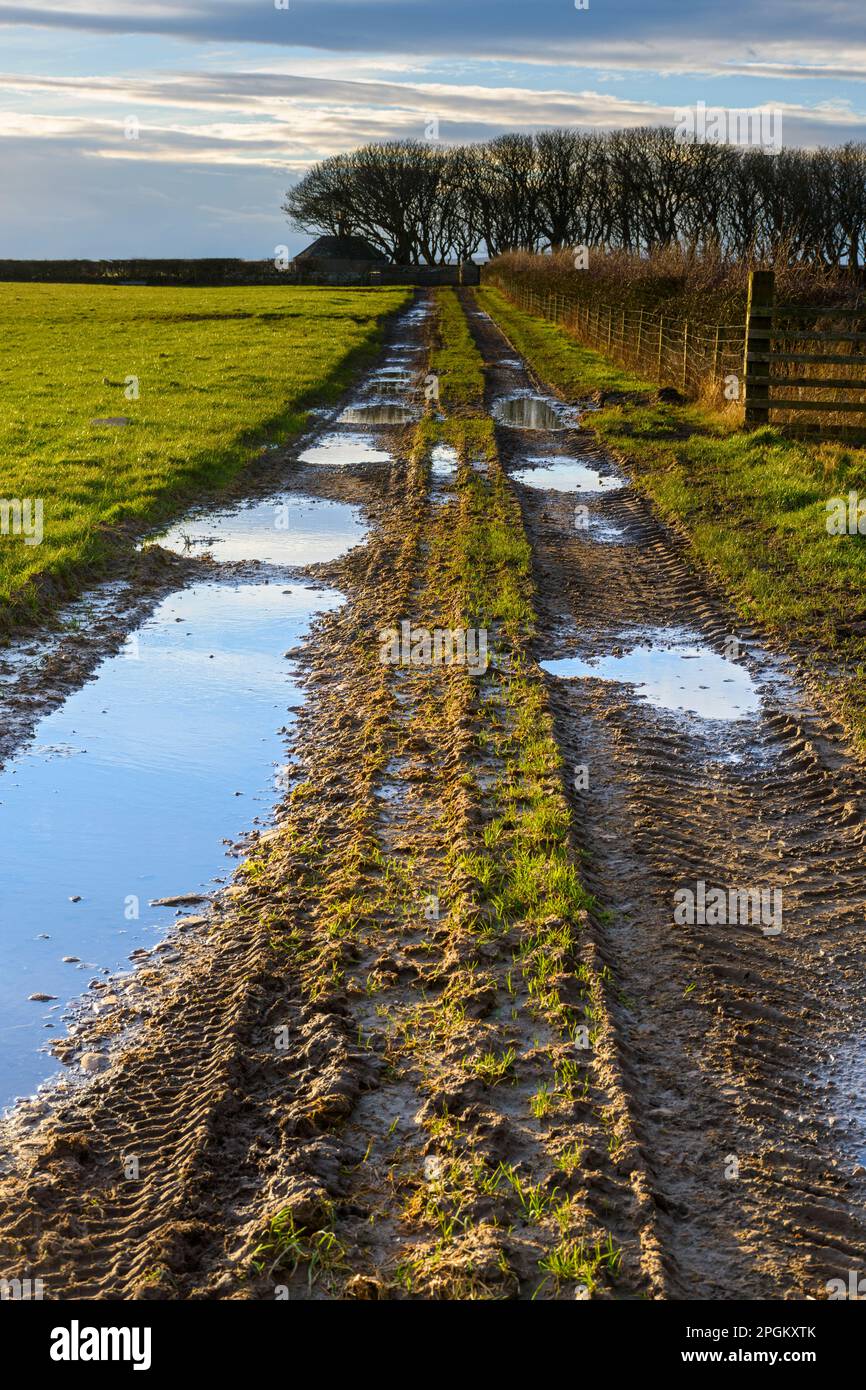A muddy farm track near the village of Mey, Caithness, Scotland, UK ...
