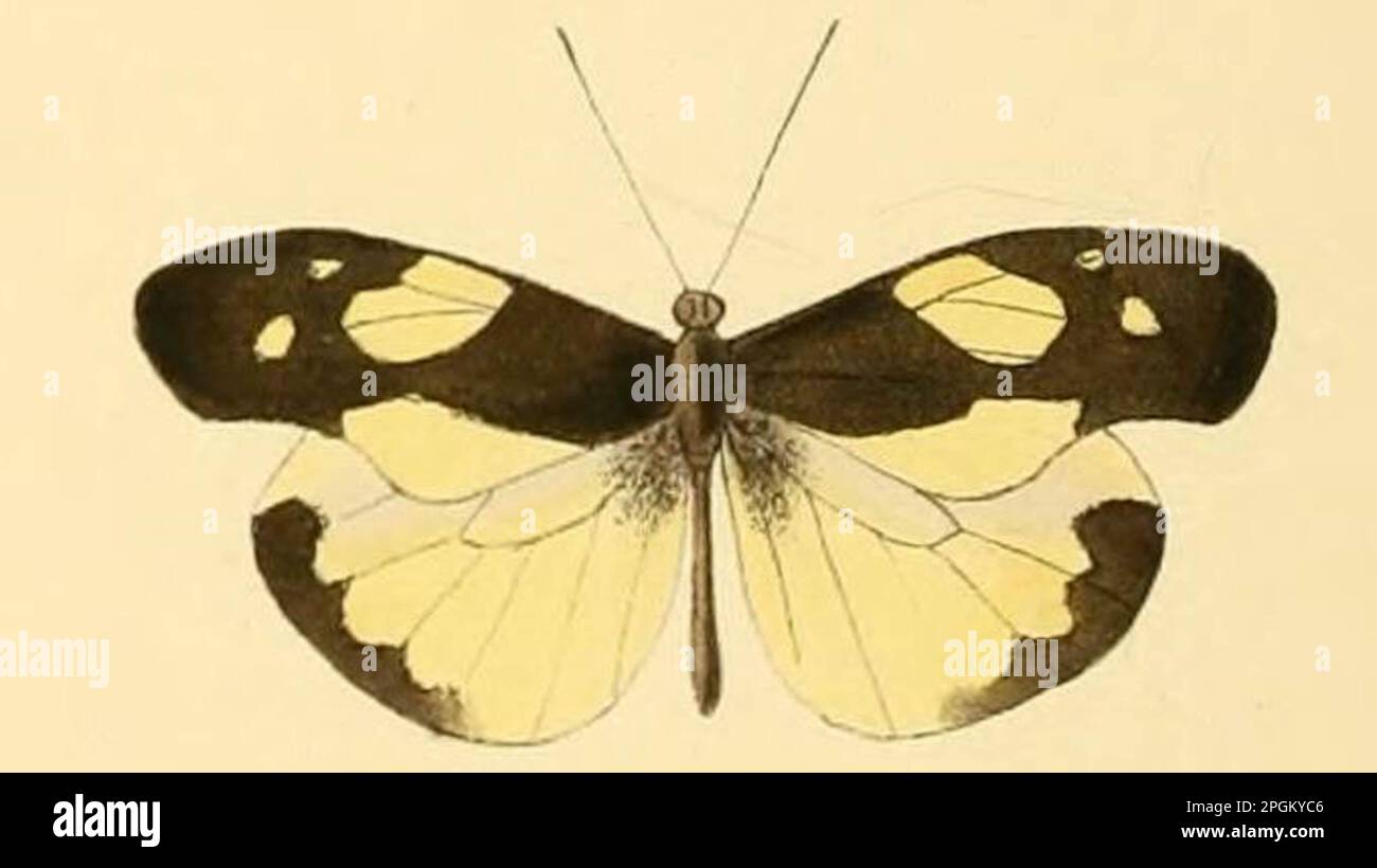 Lelex hi-res stock photography and images - Alamy