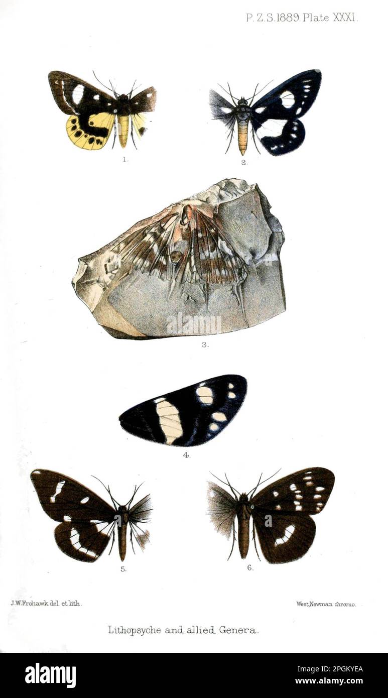 Lithopsyche antiqua hi-res stock photography and images - Alamy