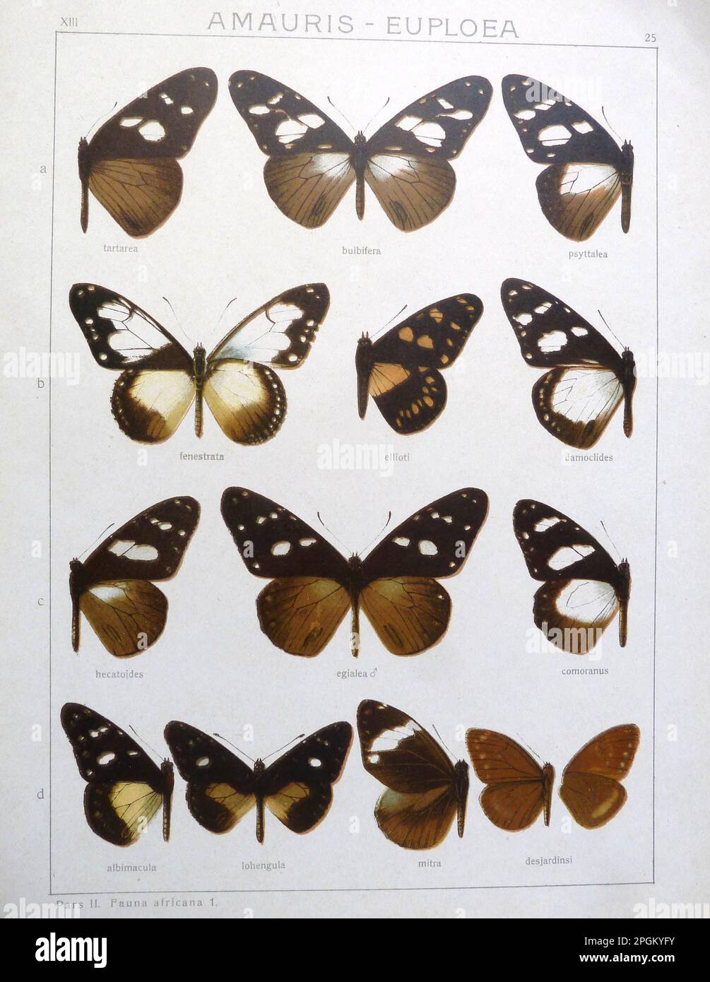 Adalbert Seitz The big butterflies of the earth 13: The African ...