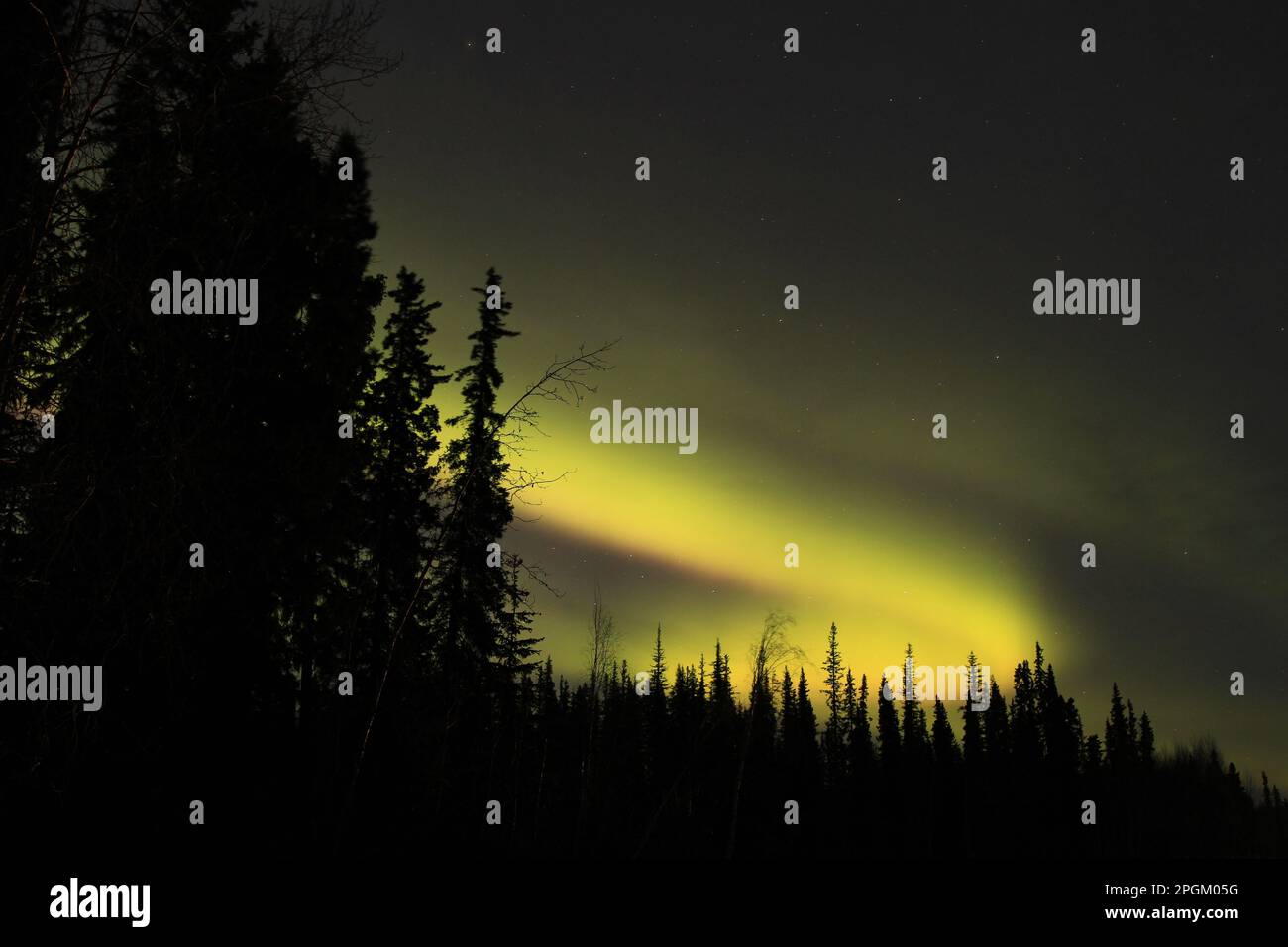 A stunning view of the Aurora Borealis from a secluded dark forest with ...
