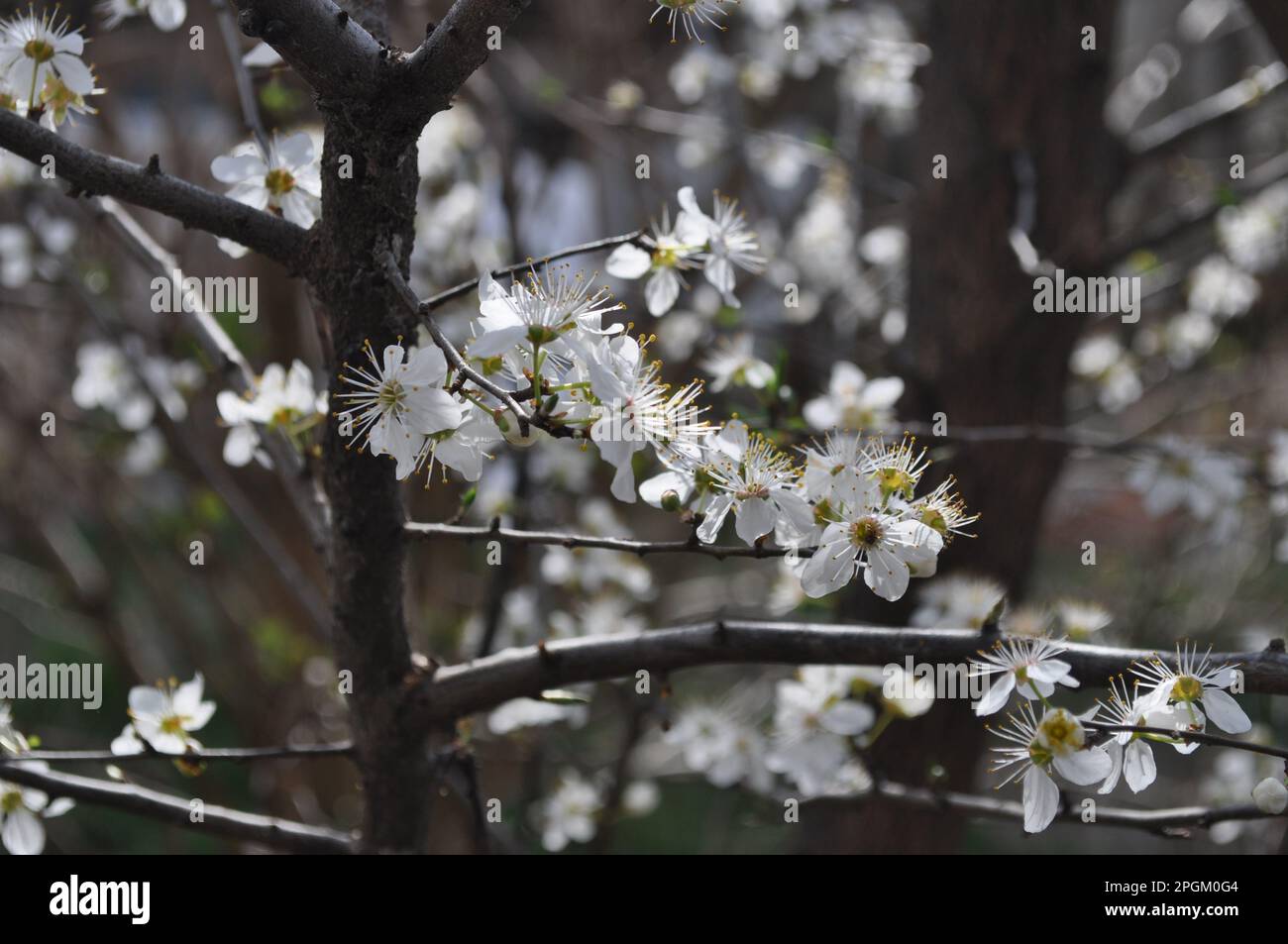 plum tree in spring Stock Photo - Alamy