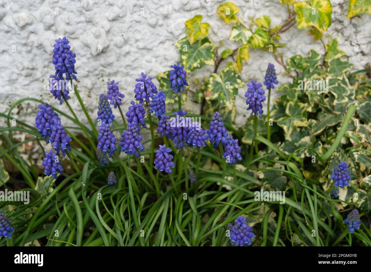 Bray Village, Maidenhead, Berkshire, UK. 23rd March, 2023. Muscari ...