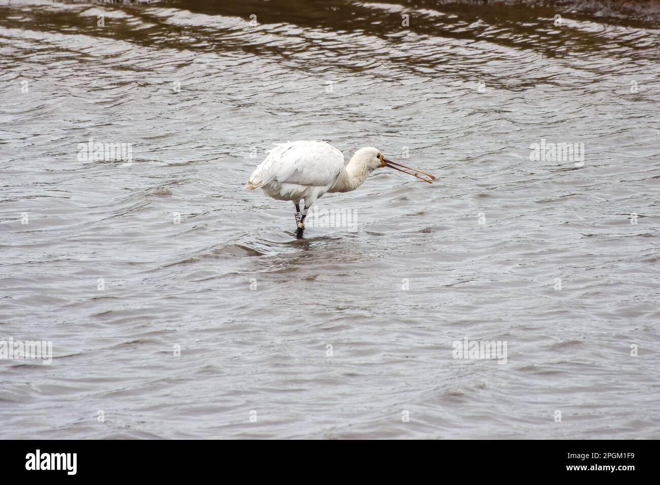Spatulate beak hi-res stock photography and images - Alamy