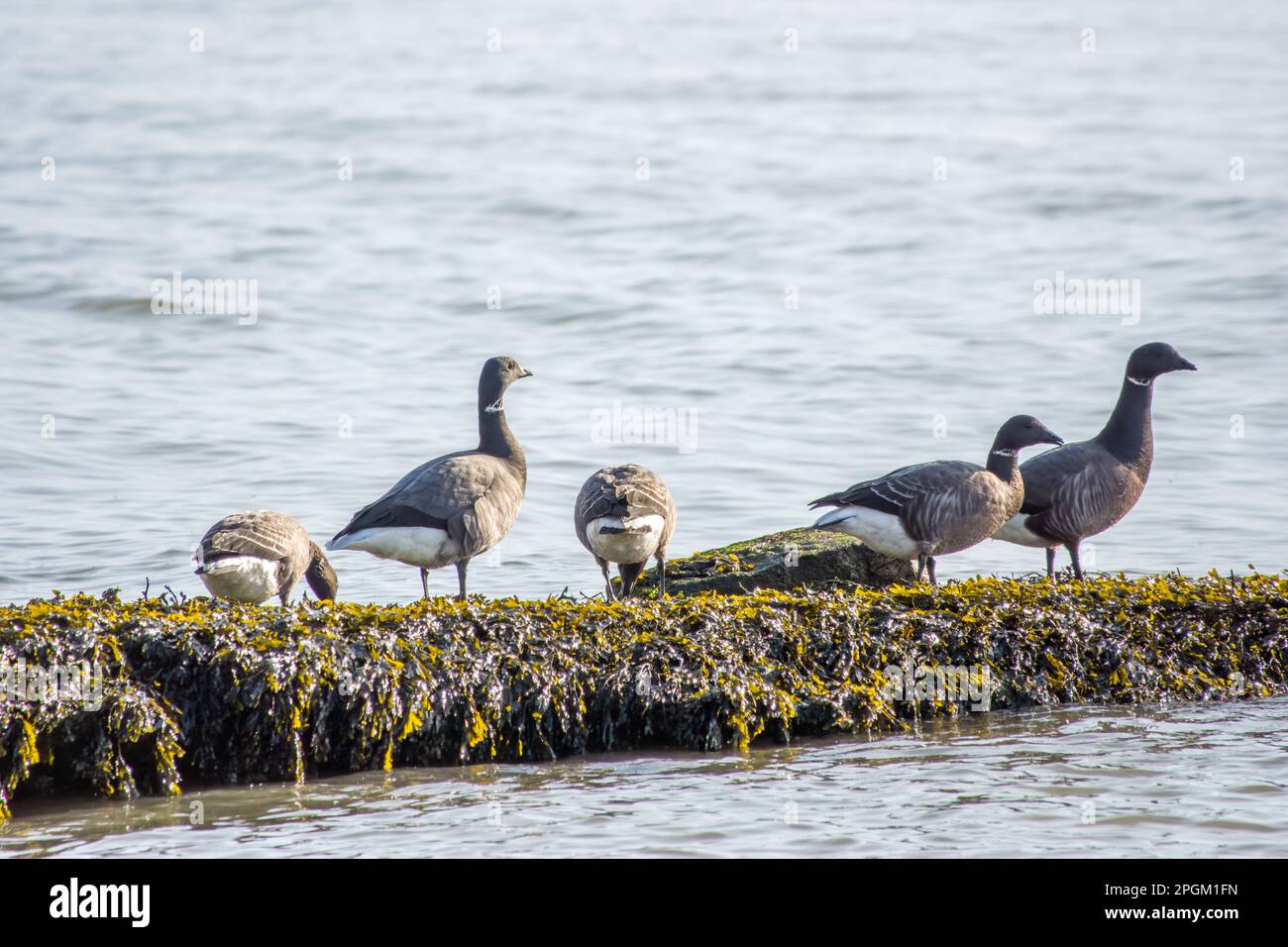 brent geese branta bernicla a small dark goose Stock Photo - Alamy