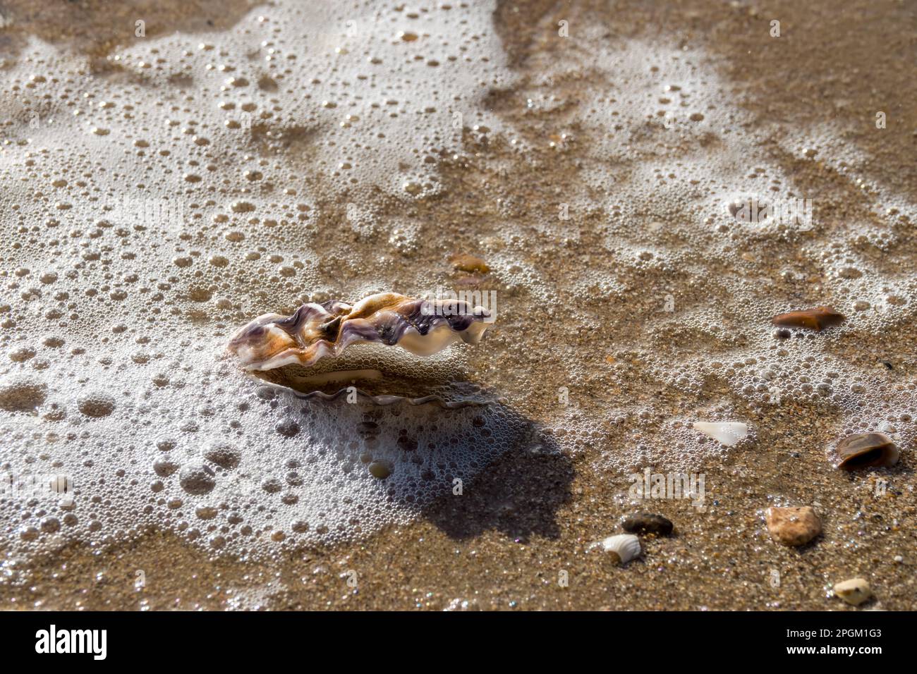 Open sea shell hi-res stock photography and images - Alamy