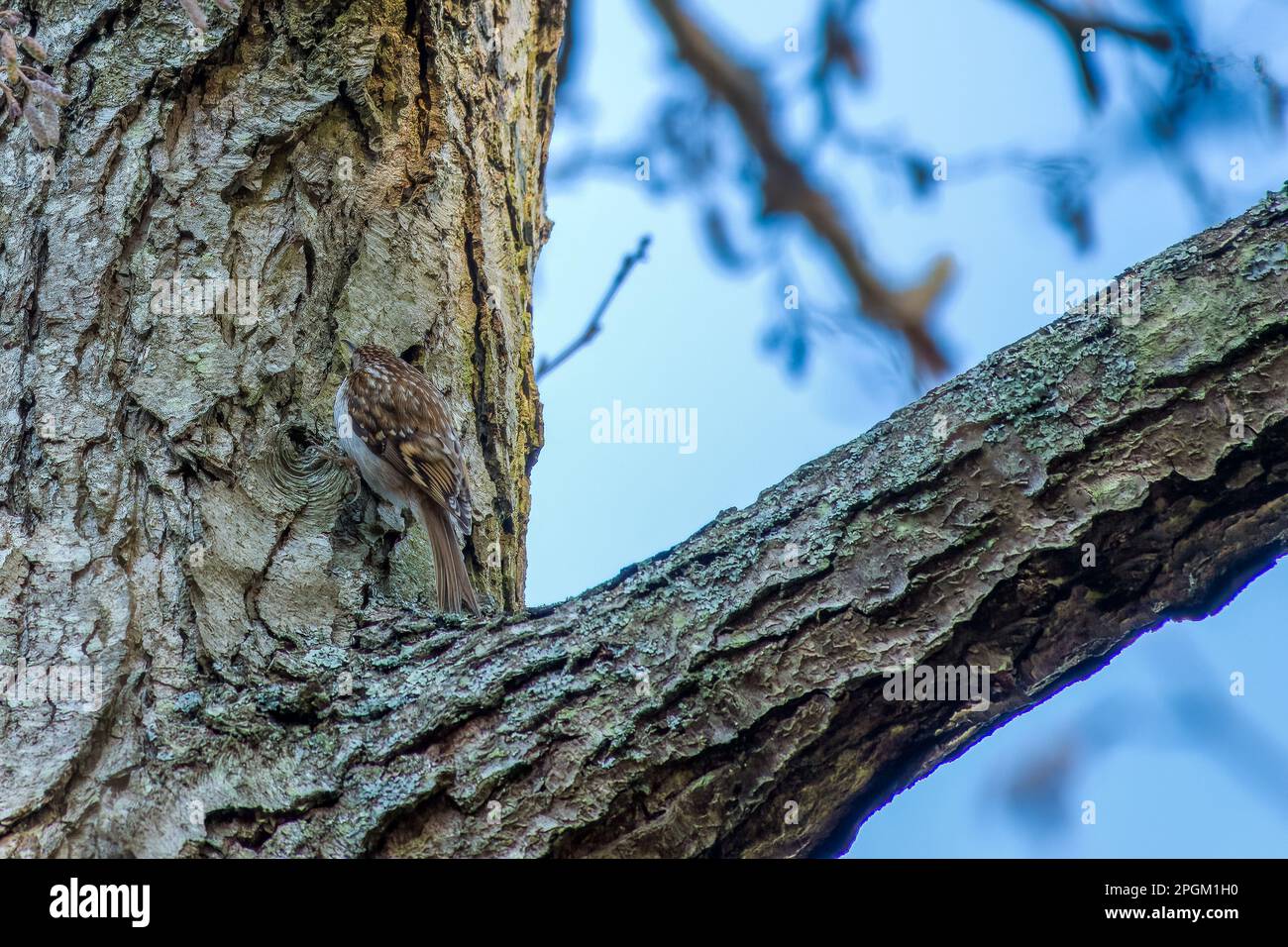 treecreeper certhia familiaris scuttling up the trunk of a tree Stock ...