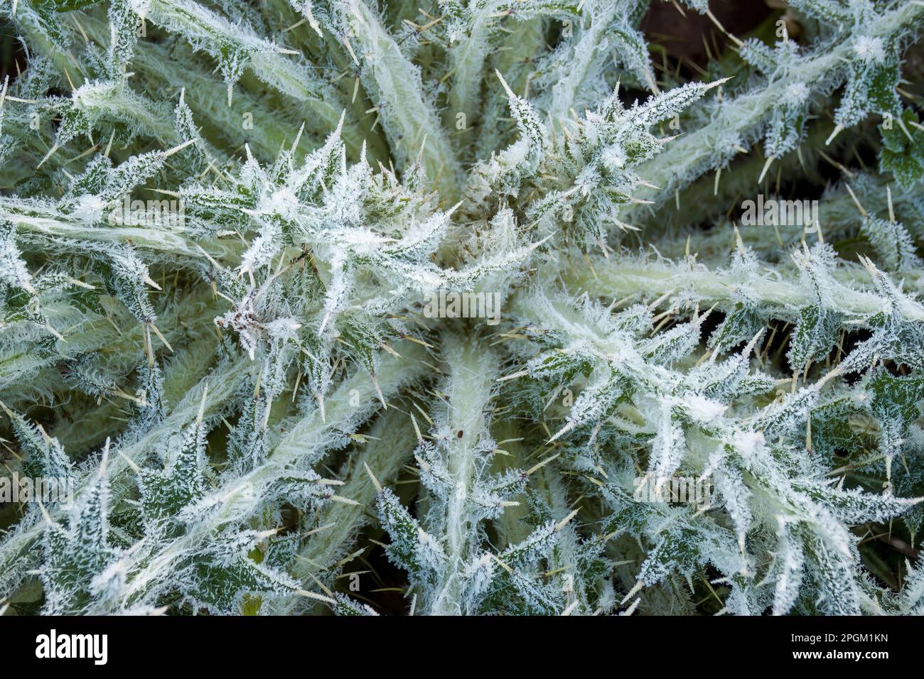 cold winter frost on leaves of the milk thistle Stock Photo - Alamy