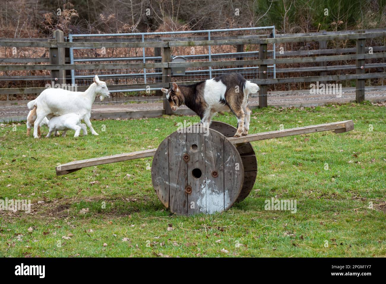 pretty brown and white goat balanced on a seesaw with a white goat and ...