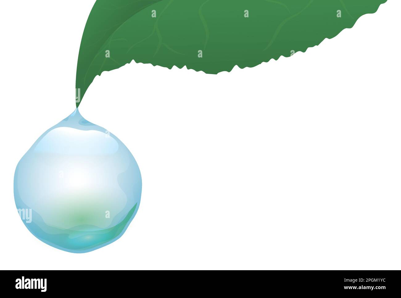 Drip tip leaf Stock Vector Images - Alamy