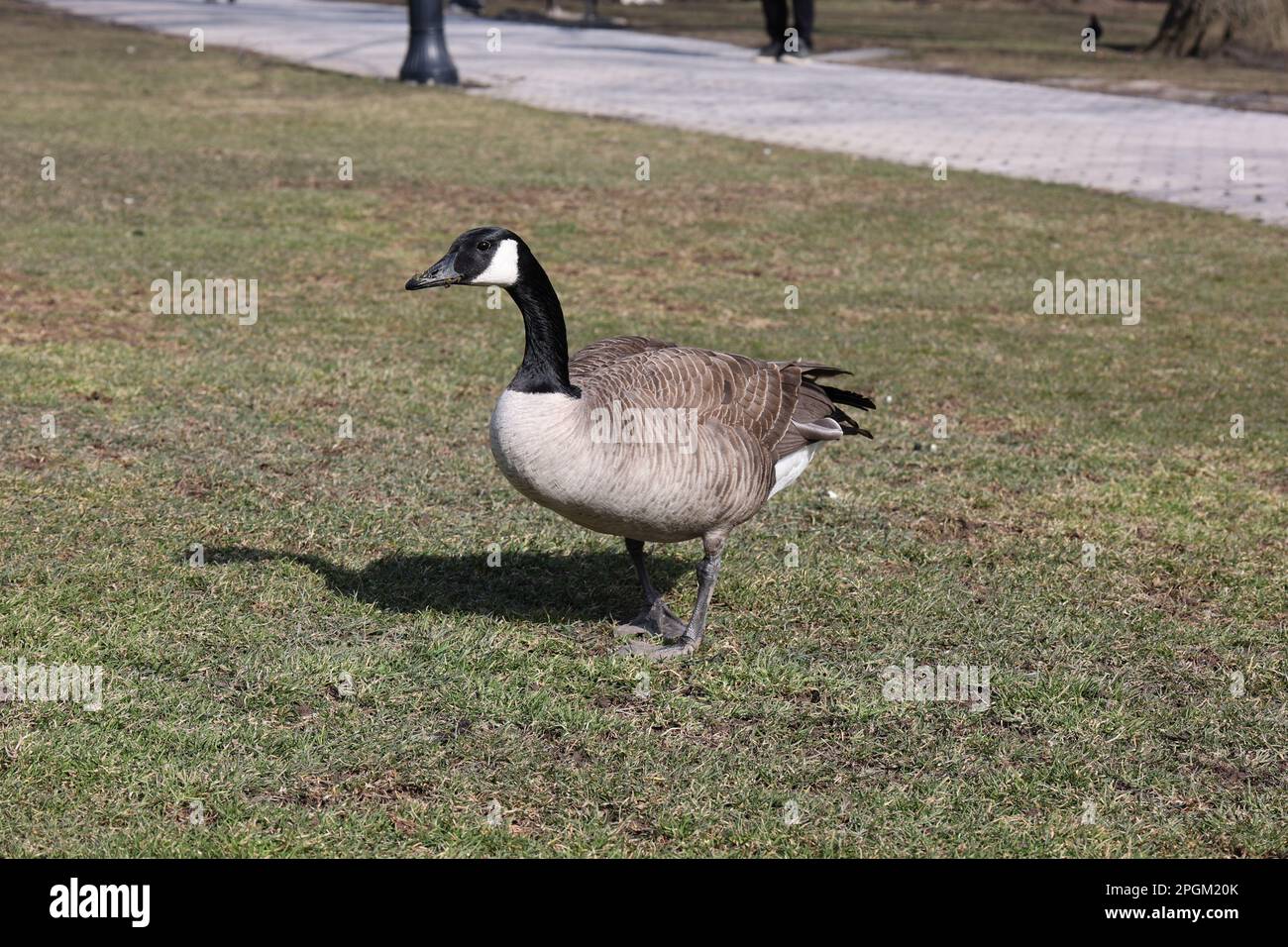 Canada Goose walking on grass with pathway behind. Solo animal, side ...
