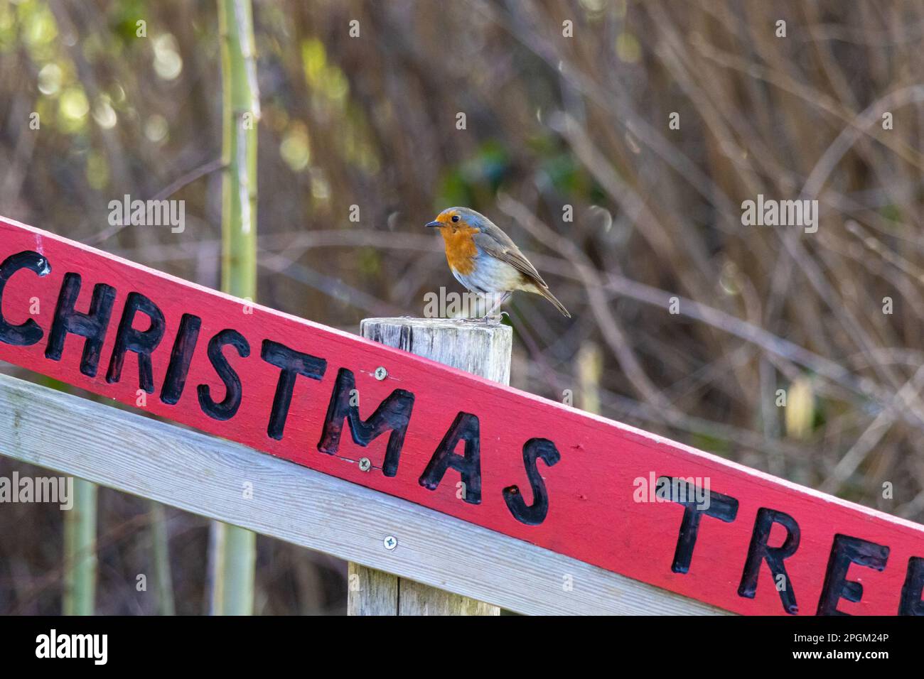 Red breasted robin hi-res stock photography and images - Alamy