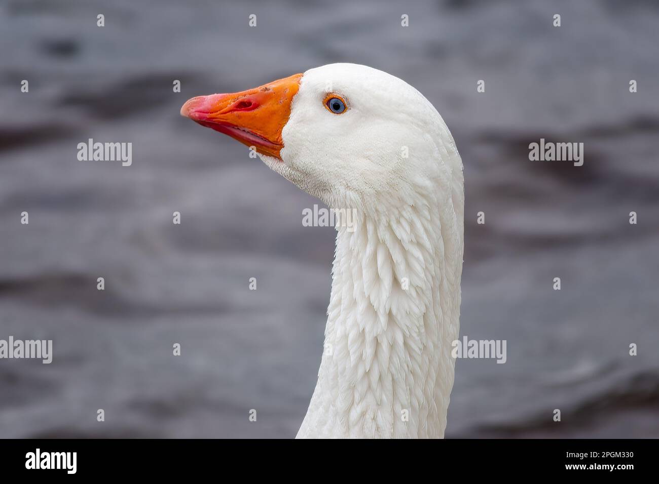 close up portrait of a white domestic goose with bright orange beak ...