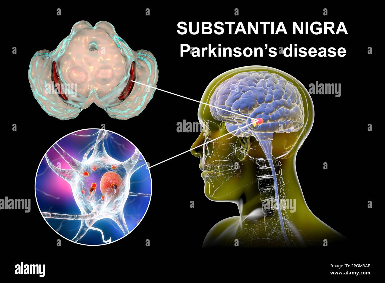 Substantia hi-res stock photography and images - Alamy