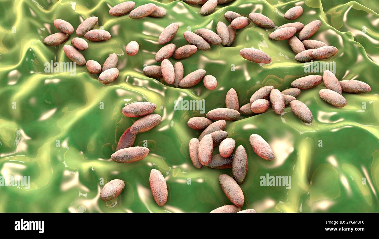 Brucella suis hi-res stock photography and images - Alamy