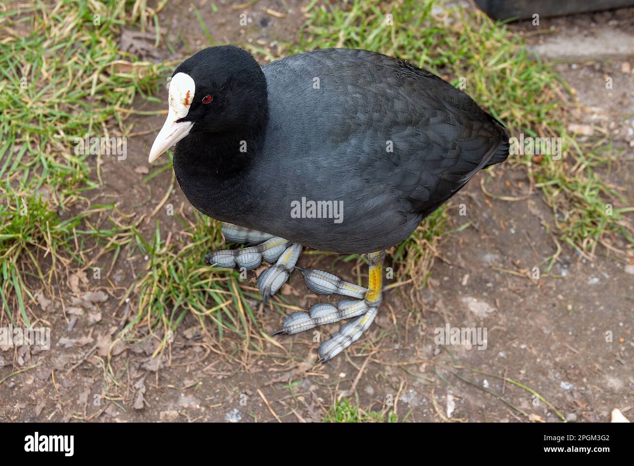 close up portrait of a coot an aquatic bird of the rail family with ...