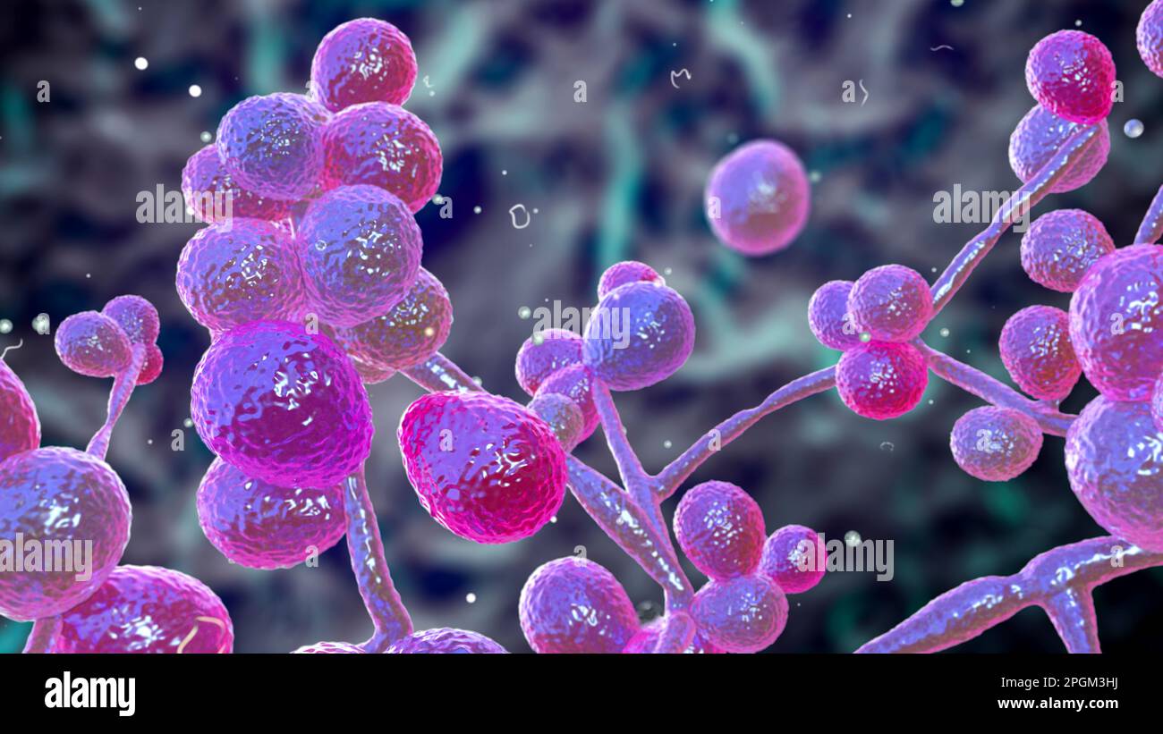 Candida albicans candidiasis hi-res stock photography and images - Alamy