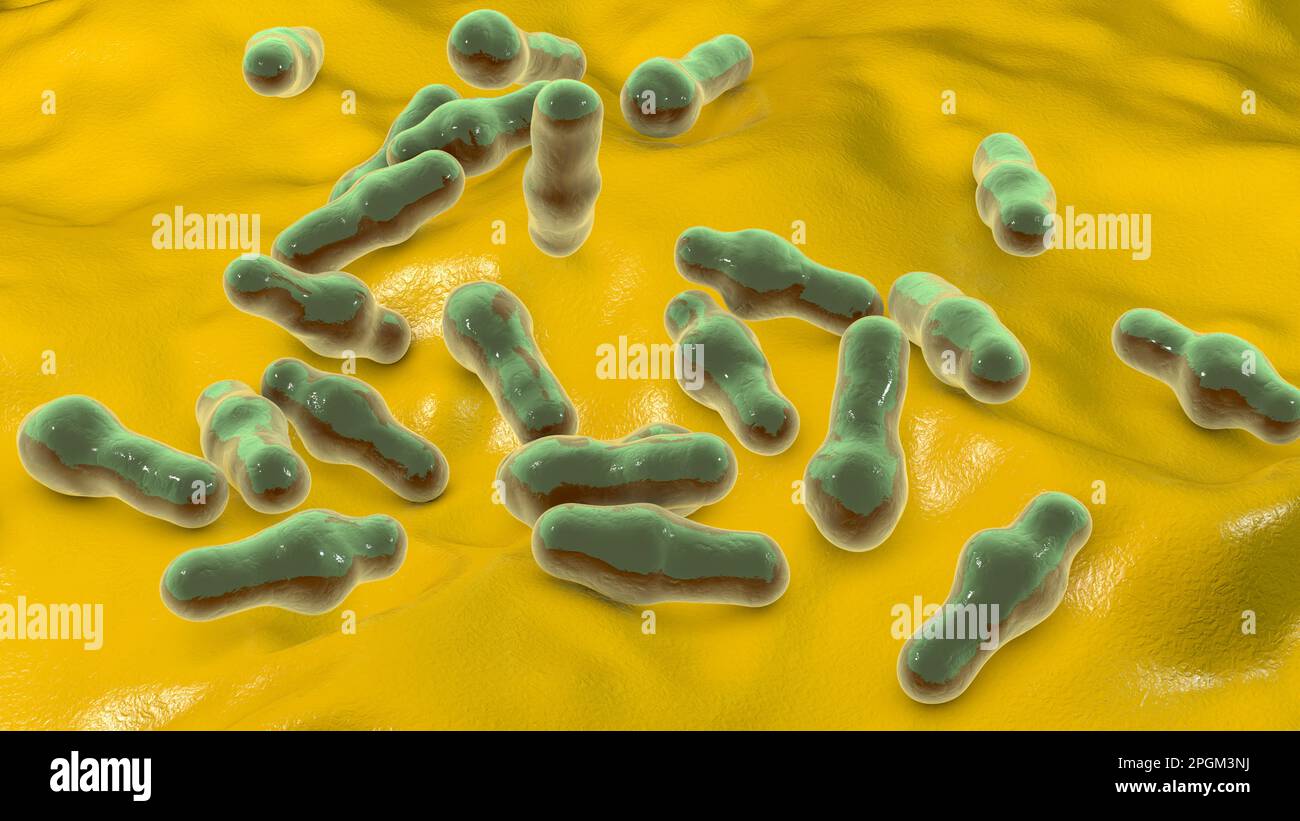 Clostridium oedematiens hi-res stock photography and images - Alamy