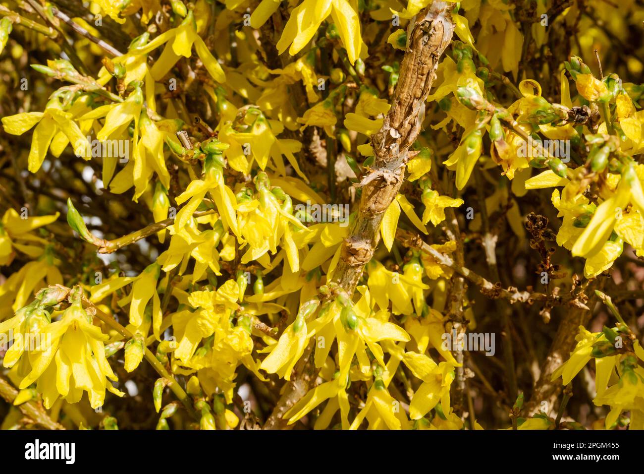 A close up of a vibrant, yellow forsythia hedge in Spring sunshine ...
