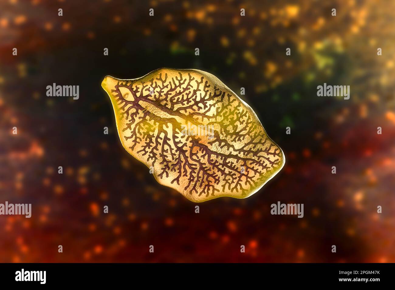 Flatworm illustration hi-res stock photography and images - Alamy