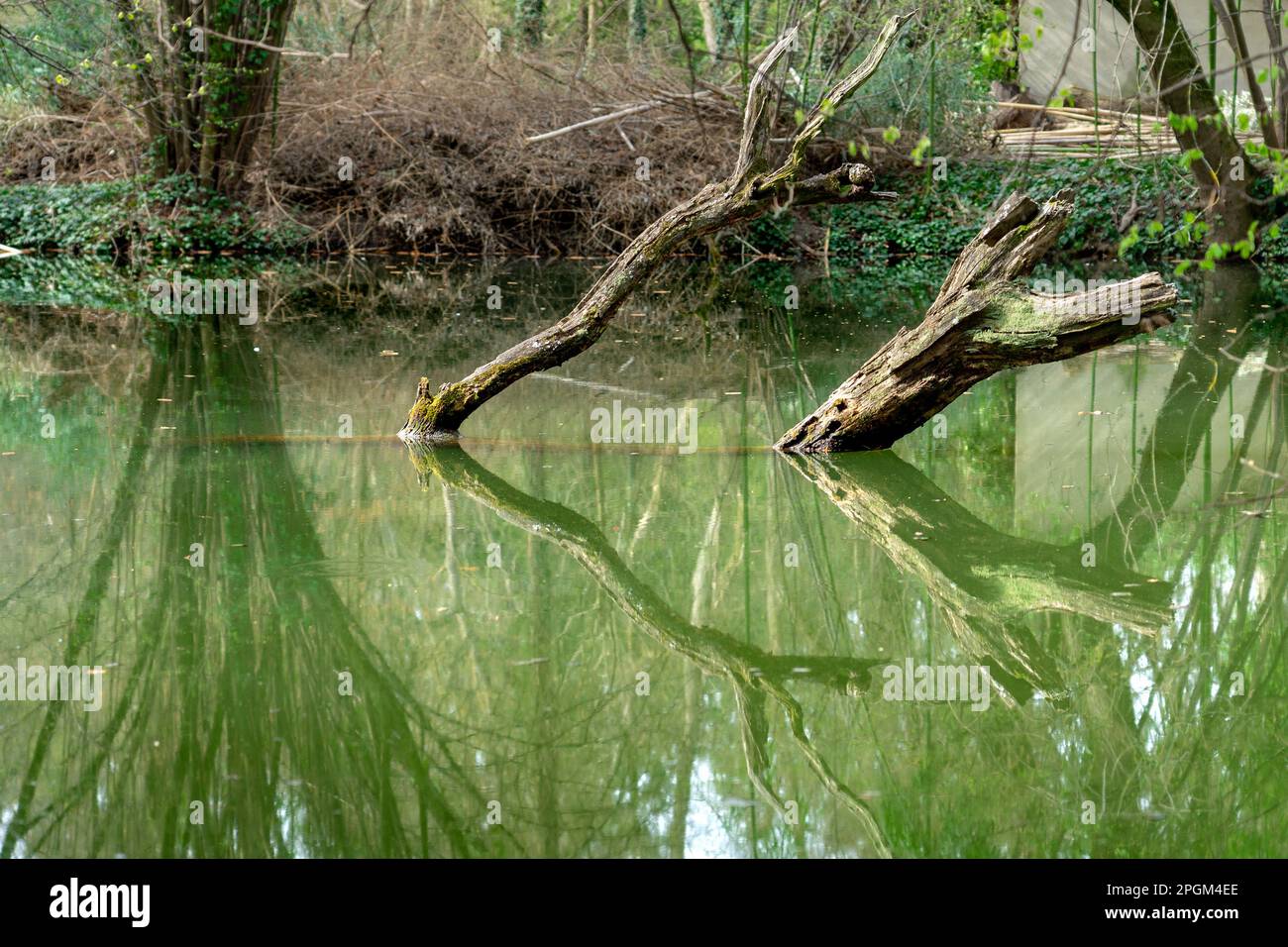 Dead trees in the water hi-res stock photography and images - Alamy