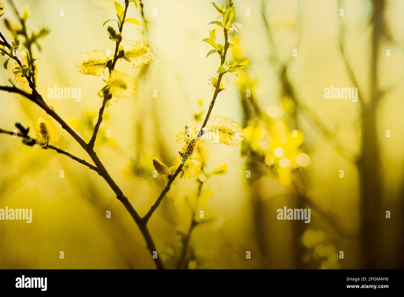 Beautiful fluffy willow flowers bloomed on the thin branches of the ...