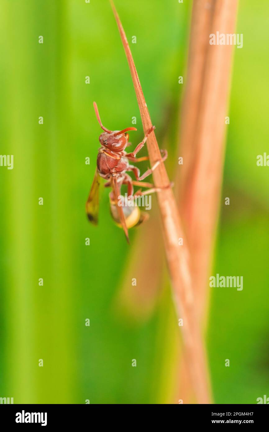 Hymenoptera on dry leaves Hymenoptera is classified as a bee insect ...