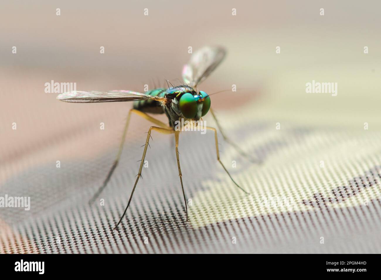Dolichopodidae (long-legged flies) live in the leaves and grasses with ...