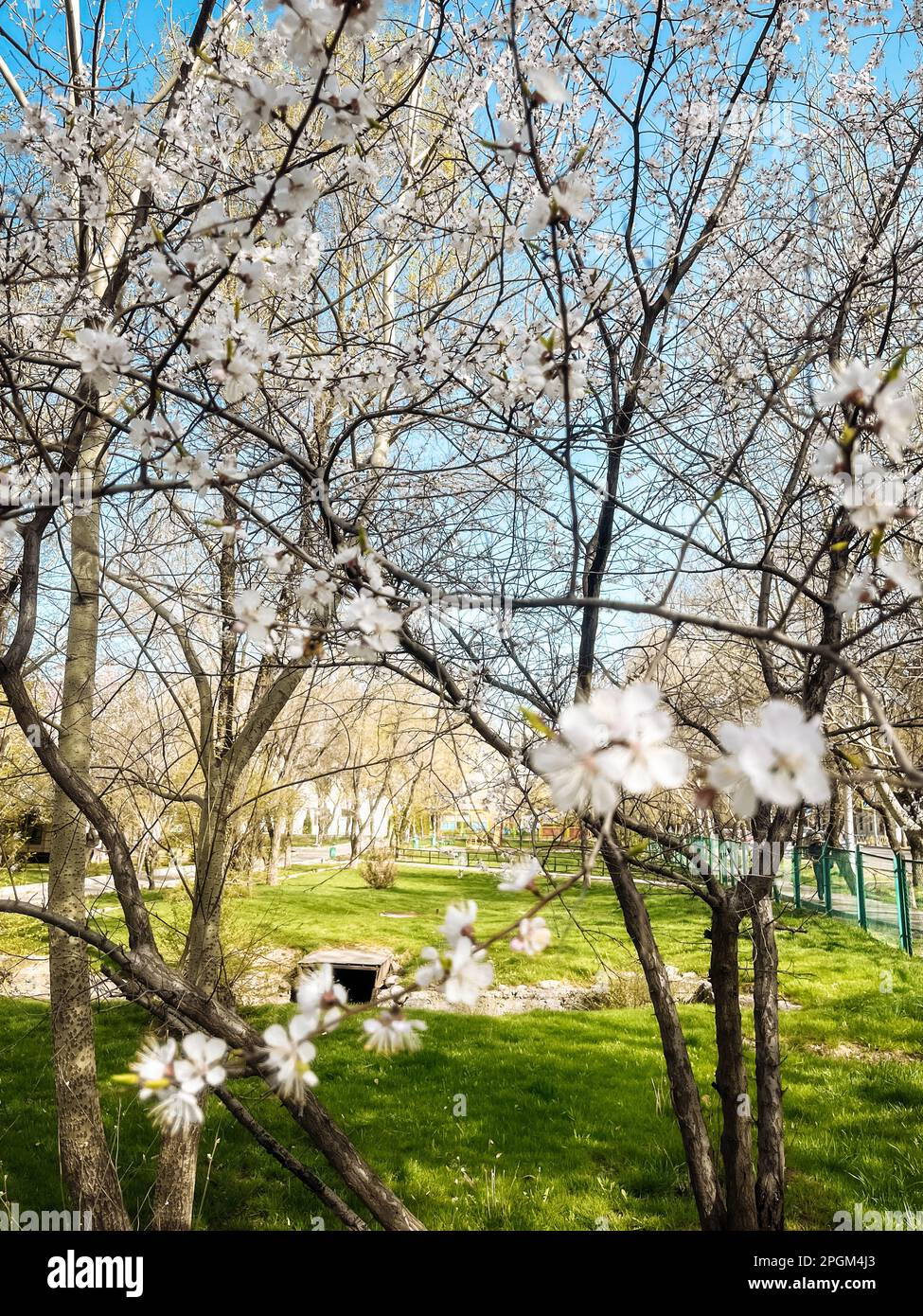 cherry blossoms in spring in the garden of Almaty Stock Photo - Alamy
