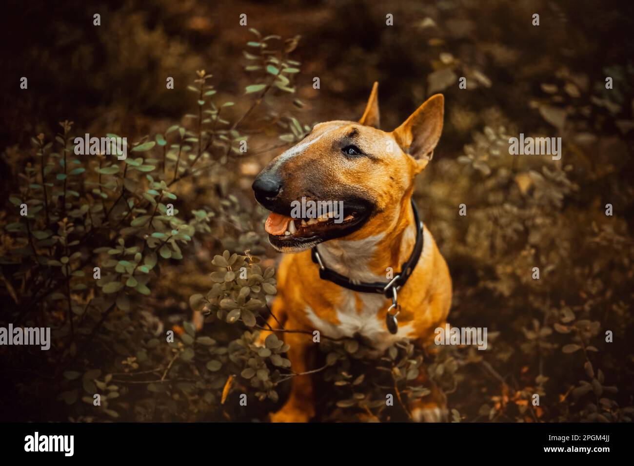 A beautiful ginger bull terrier sits among the dark foliage of greenery ...